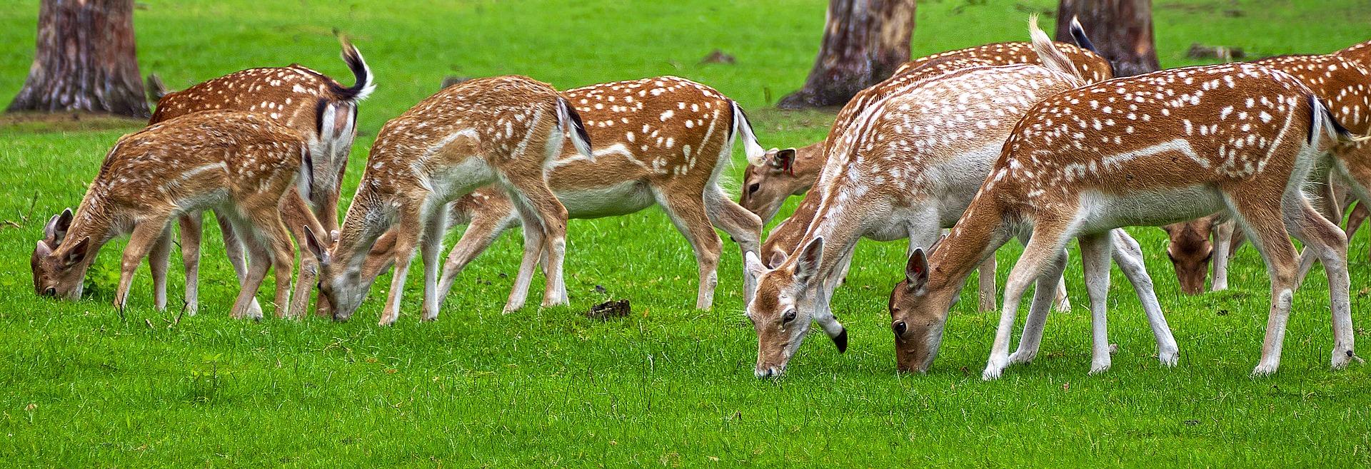 A Beginners Guide to Animal Photography
