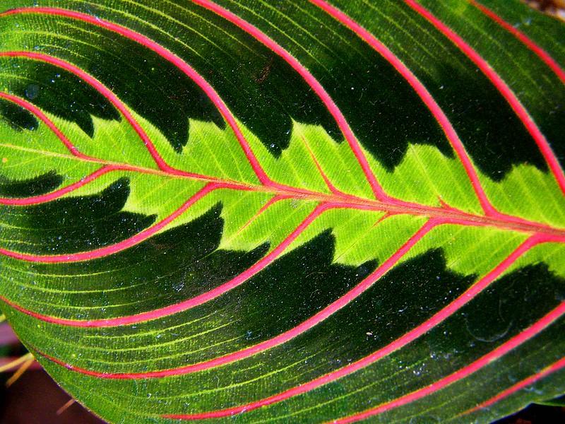 Leaf Function and Structure