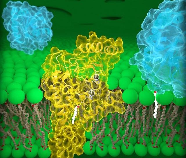 Enzymes in GCSE | Superprof