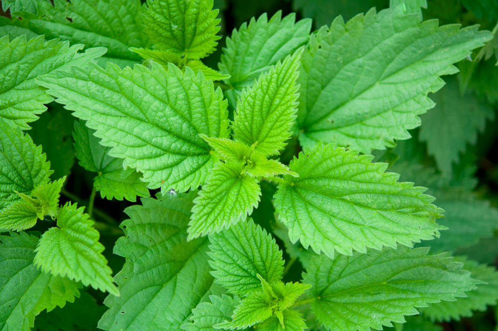 GCSE Poem Analysis: Nettles by Vernon Scannell