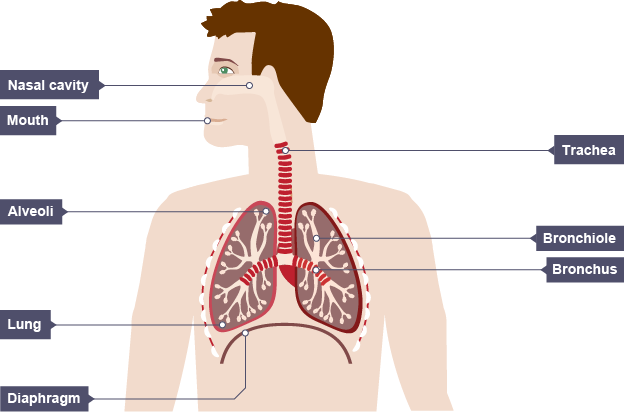 Adaptations of Alveoli for Exchange of Gases