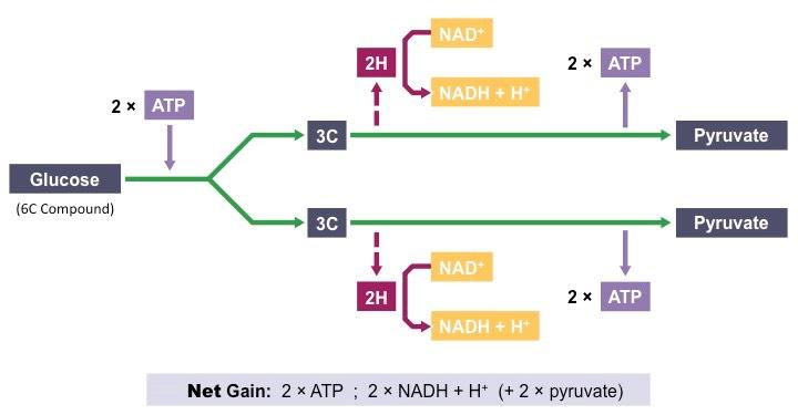 What is Glycolysis? | Superprof