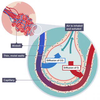Adaptations of Alveoli for Exchange of Gases | Superprof