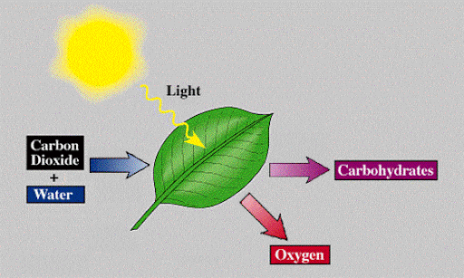 Light and Rate of Photosynthesis | Superprof