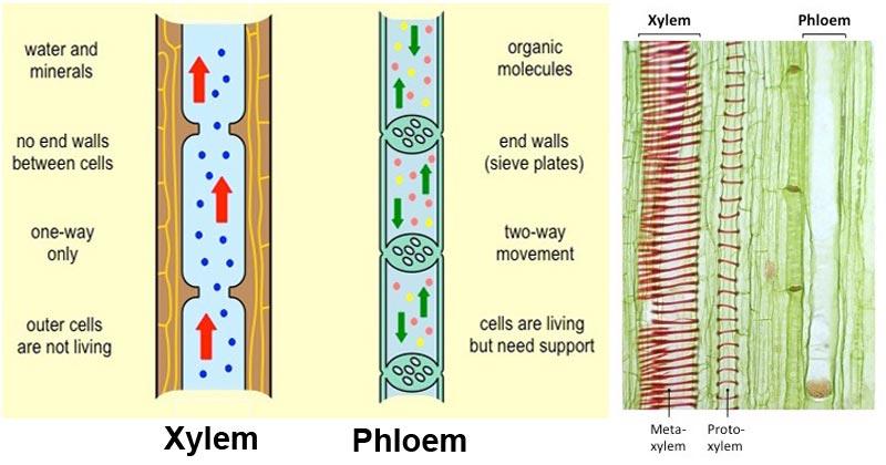 How Are Phloem Cells Adapted To Their Function How Are Phloem Cells Adapted To Their Function