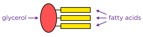 Triglyceride Molecule