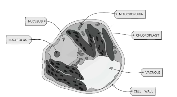 Animal and Plant Cell | Superprof