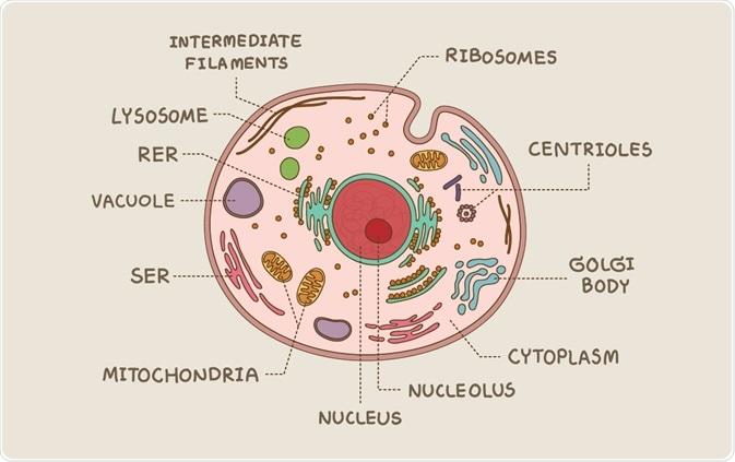 Cell Structures in Eukaryotic Cells | Superprof