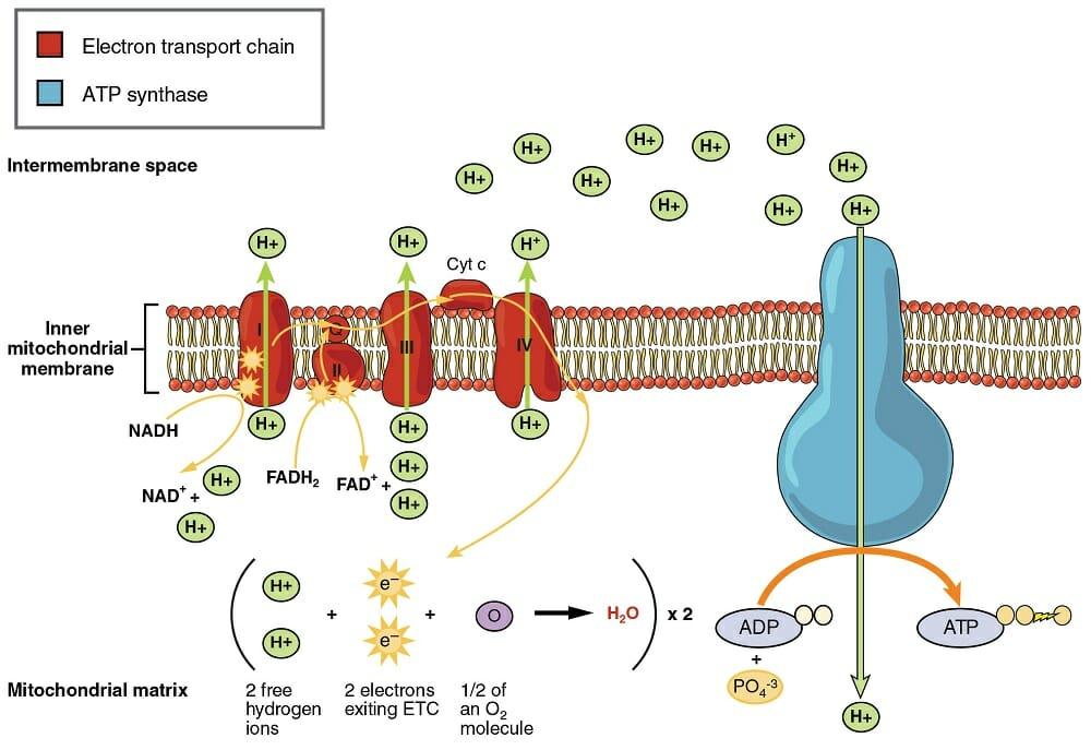 Oxidative Phosphorylation | Superprof