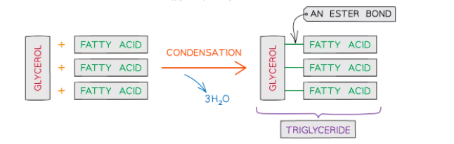 What are Triglycerides | Superprof