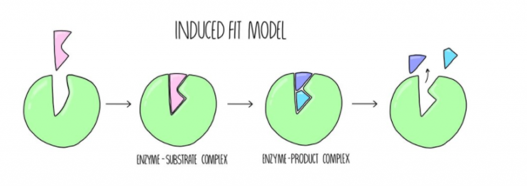 Mode of Action of Enzymes | Superprof