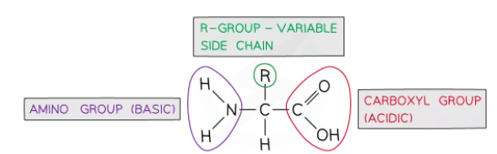 Structure of Amino acids | Superprof