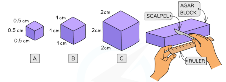 Surface Area to Volume Ratio plays a critical role in exchange of materials