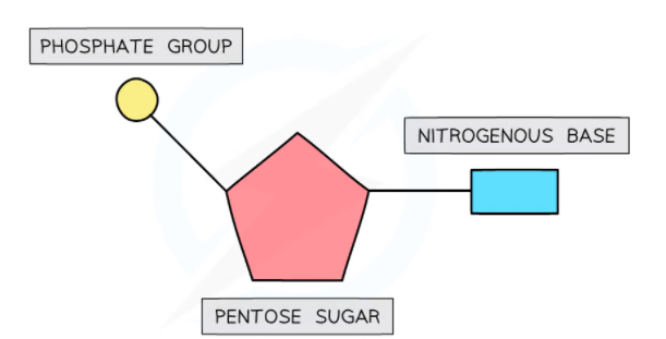 Structure of Nucleotides | Superprof